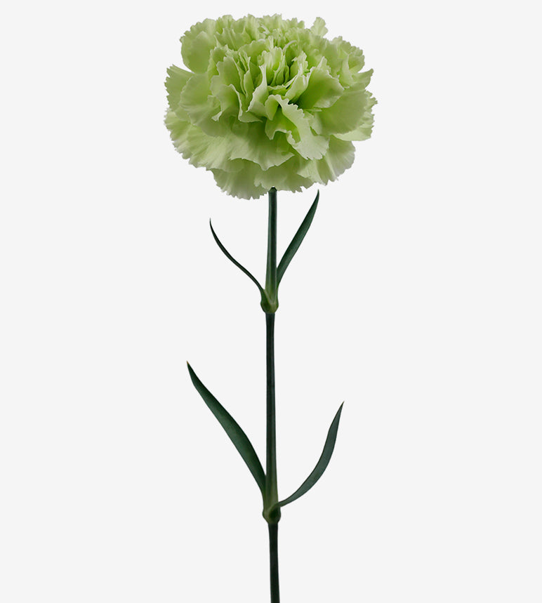 Dianthus Prado Mint_10s | Fresh Flowers From Growers – APCOTA