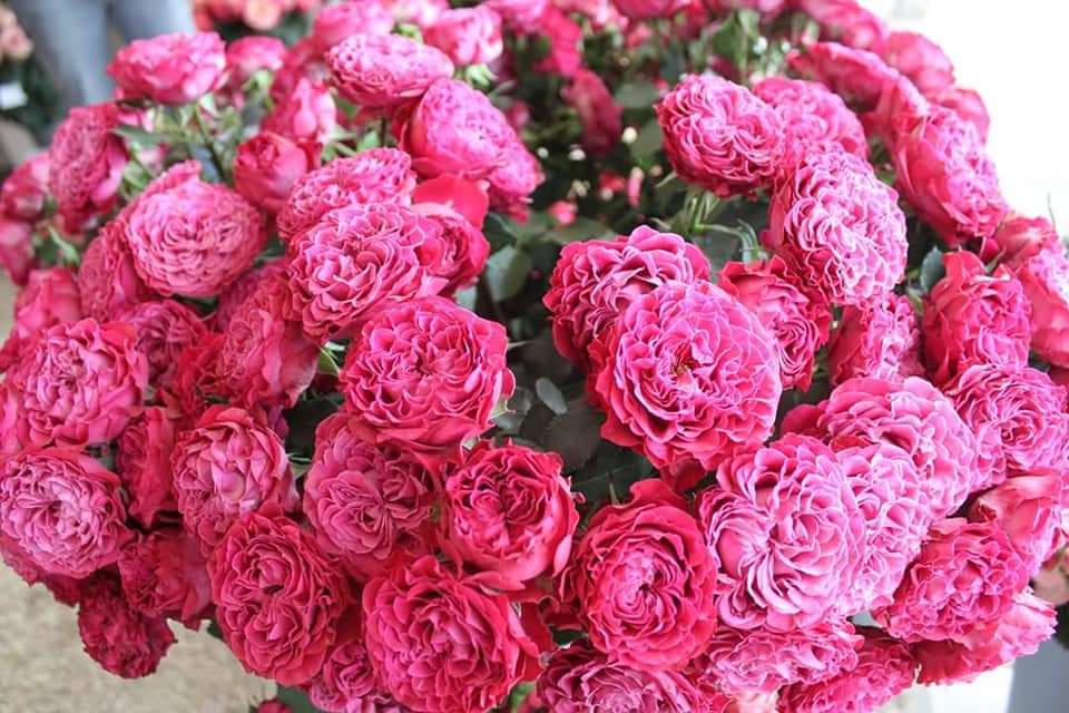 Kenya (Preorder Closed) – APCOTA