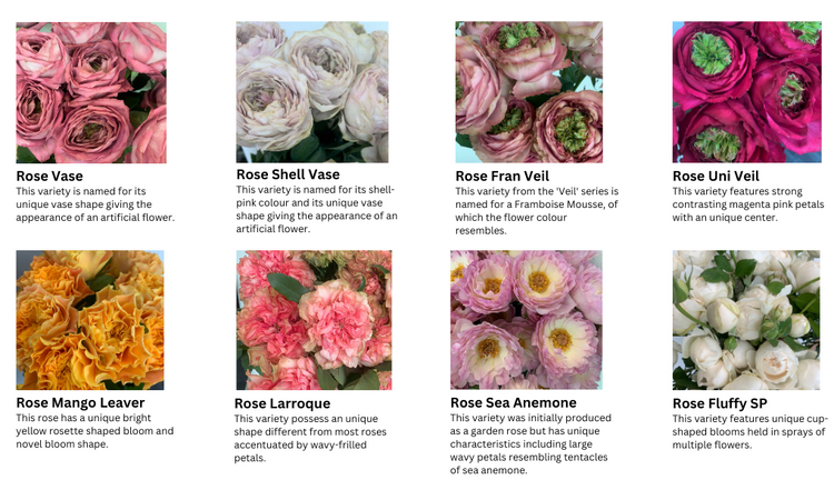 Japan Specialty Roses – APCOTA