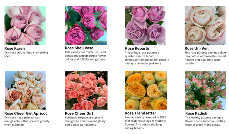 Japan Specialty Roses – APCOTA