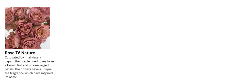 Japan Specialty Roses – APCOTA