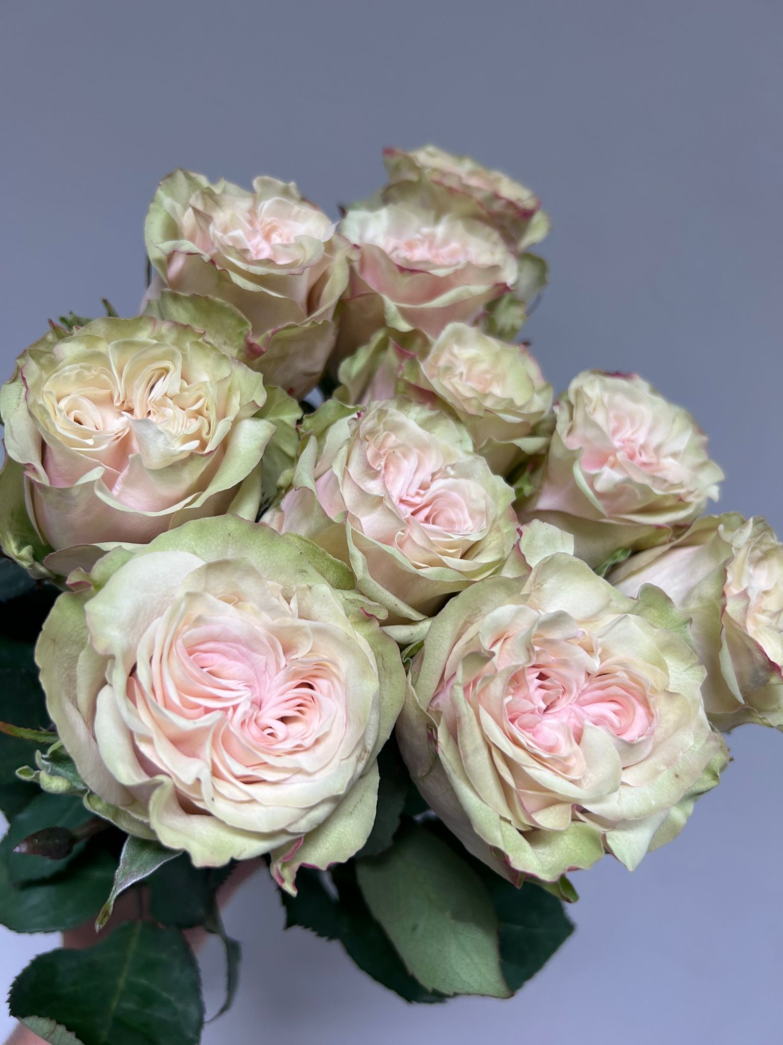 Rosa Hybrida (St) Country Secret_10s | Fresh Flowers From Growers – APCOTA