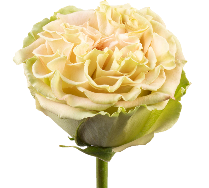 Rosa Hybrida (St) Matcha_10s | Fresh Flowers From Growers – APCOTA
