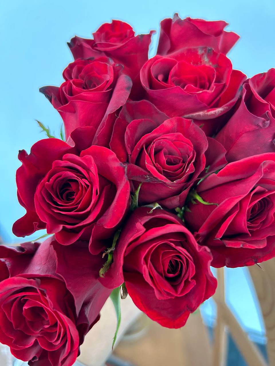 Rosa Hybrida (St) Freedom_10S | Fresh Flowers From Growers – APCOTA