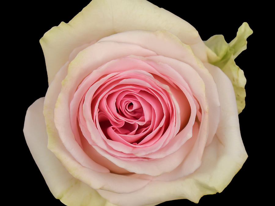 Rosa Hybrida (St) Lorraine_10S | Fresh Flowers From Growers – APCOTA