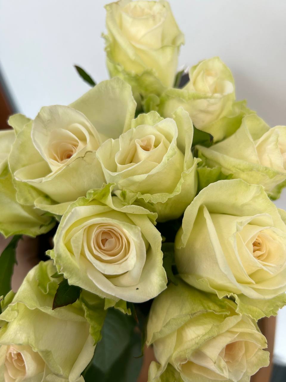 Rosa Hybrida (St) O Hara White_10S | Fresh Flowers From Growers – APCOTA