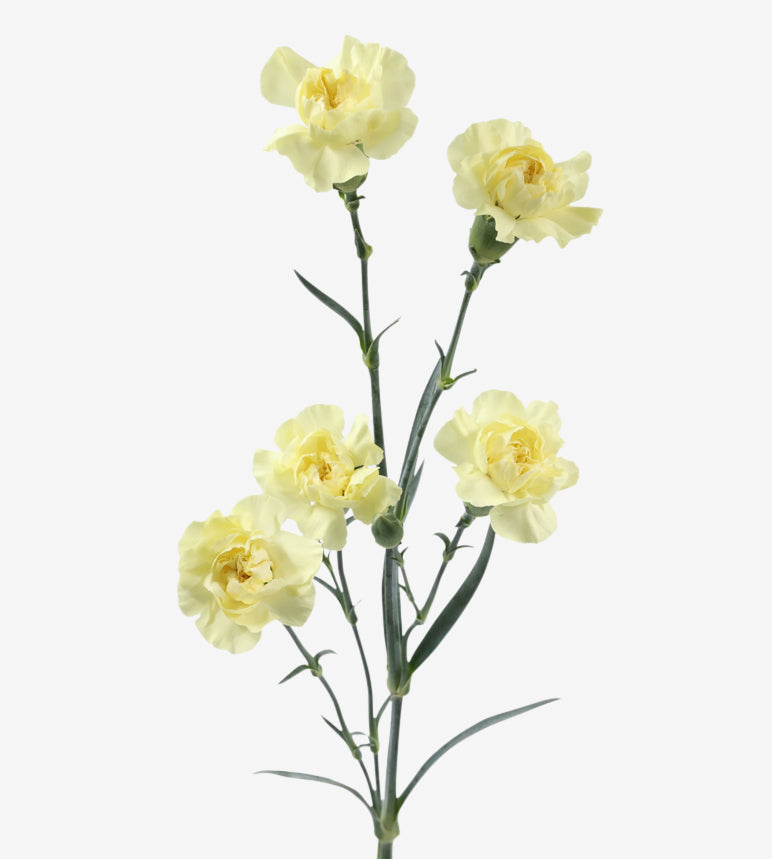 Mini Dianthus Xanthe_10s | Fresh Flowers From Growers – APCOTA